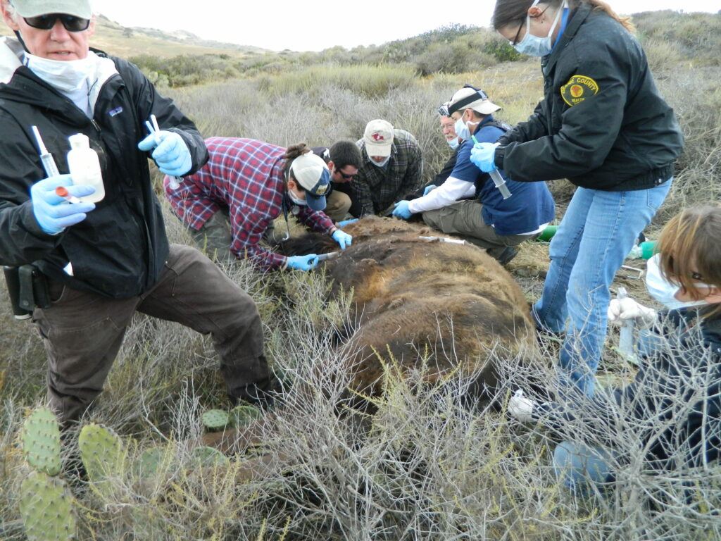 Capturing and Collaring Bison on Catalina Island, California