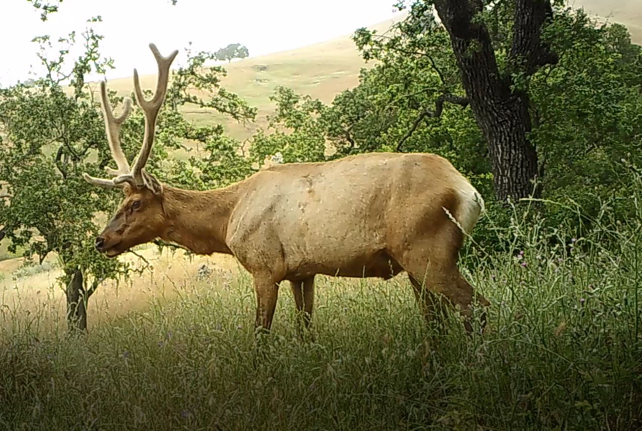 Wildlife Detections - Wildlife Monitoring Services